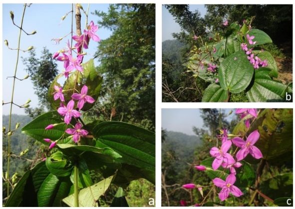 A new record for the flora of Bangladesh: Oxyspora paniculata (D. Don ...